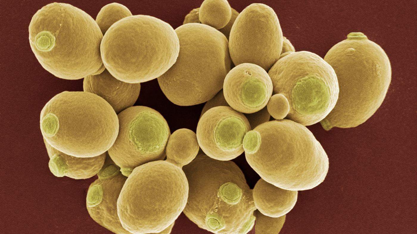 Grain Chain Episode 7: Yeast and Gluten! - Fun Kids - the UK's children ...