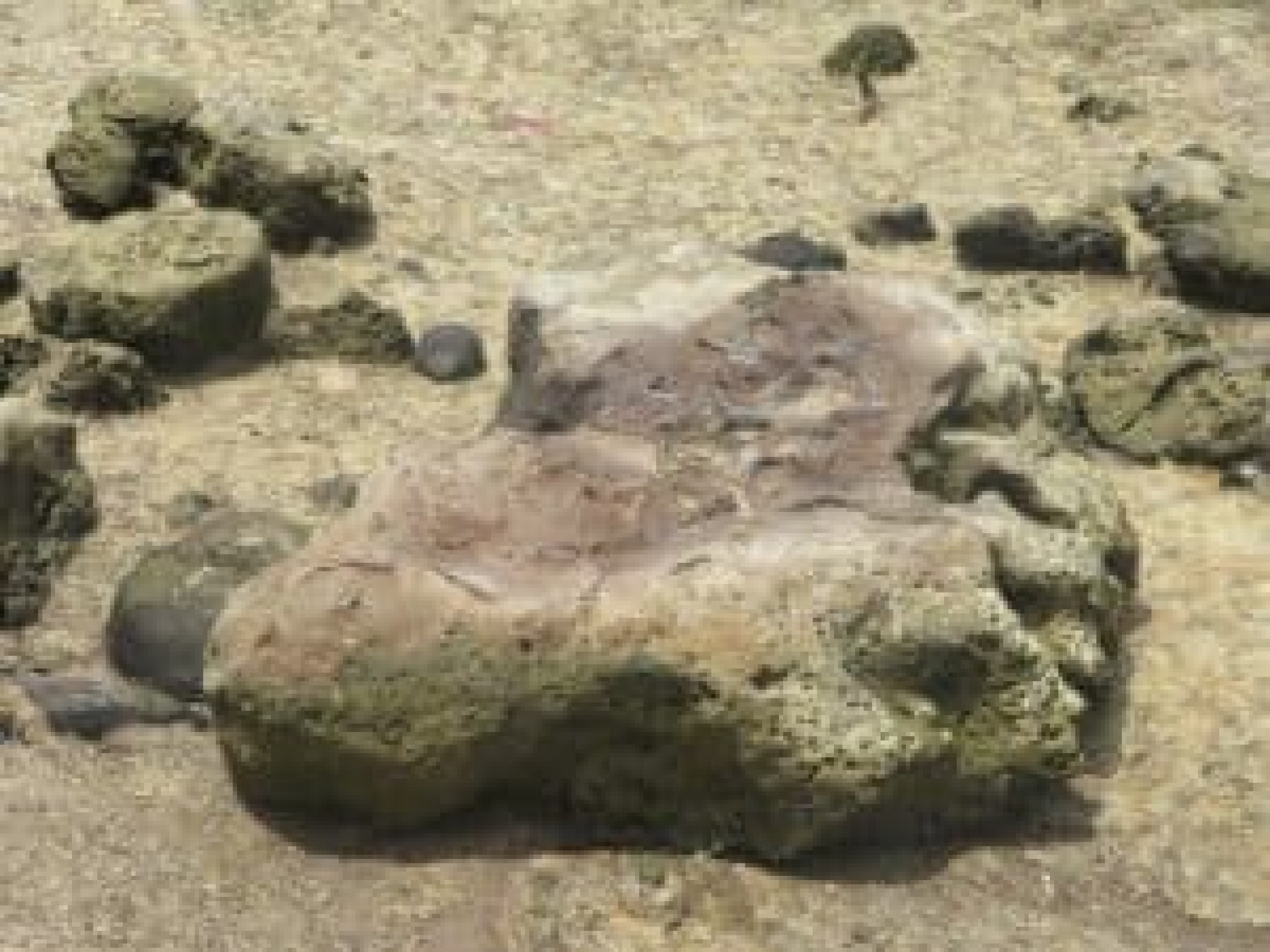 Geology Rocks - Sedimentary Rocks - Fun Kids - the UK's children's ...