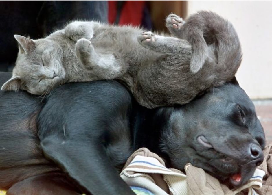 Funny picture gallery of cats sitting on dogs! - Fun Kids - the UK's ...