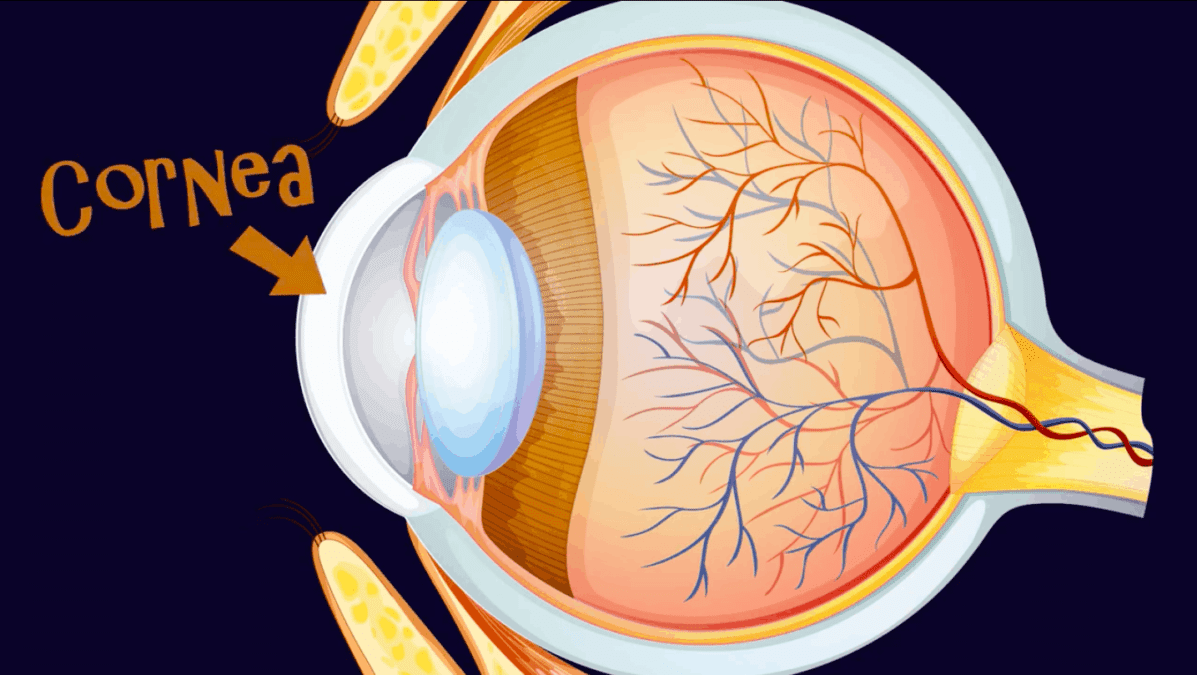 Mission 1: How The Eye Works - Fun Kids - the UK's children's radio station