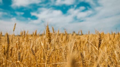 Mission 3: How Do We Make Flour? - Fun Kids - the UK's children's radio ...
