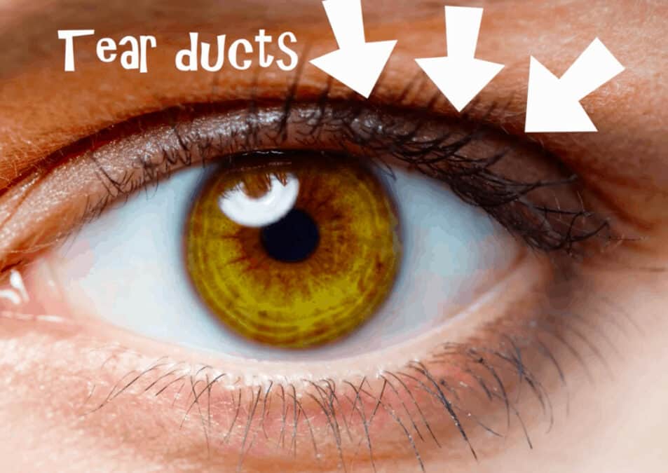 Mission 1: How The Eye Works - Fun Kids - the UK's children's radio station