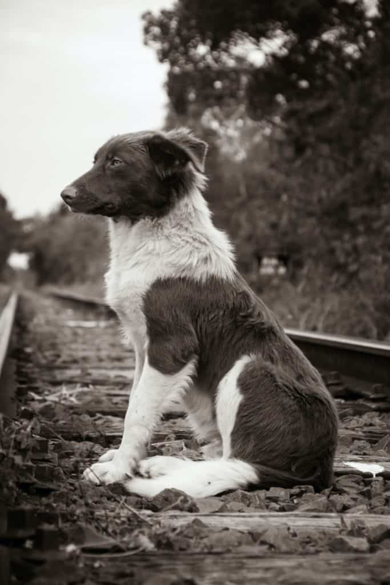 Safety With Our Pets Near Railways - Fun Kids - the UK's children's ...