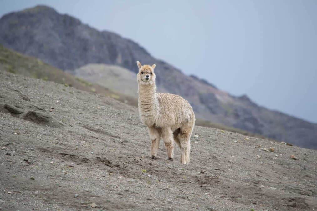 How Are LLAMAS Fighting VIRUSES?! - Fun Kids - the UK's children's ...