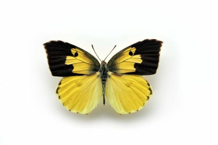 Top 10 Facts About California! - Fun Kids - the UK's children's radio ...