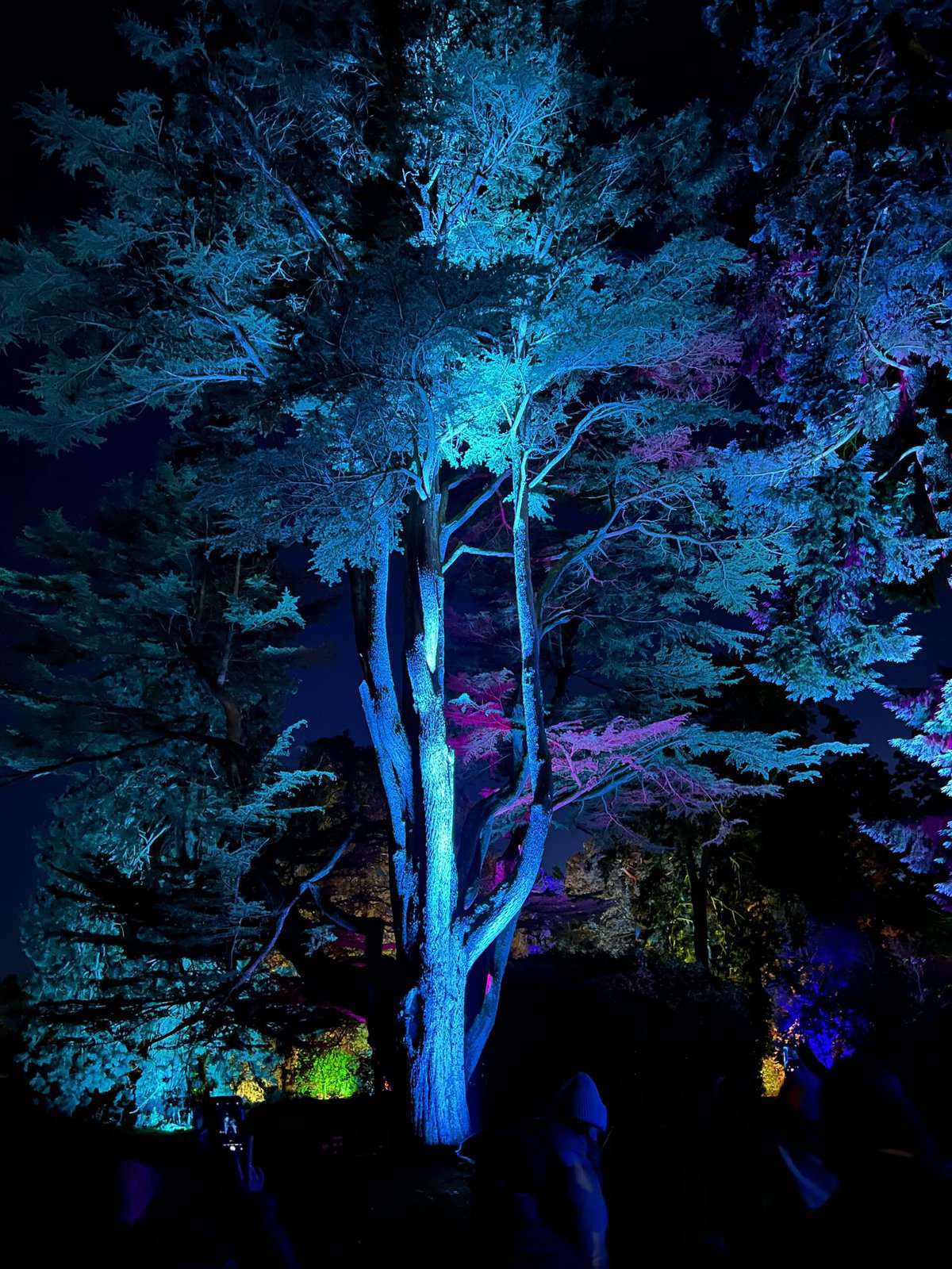 Activity Quest: Westonbirt's Enchanted Christmas and gingerbread houses ...