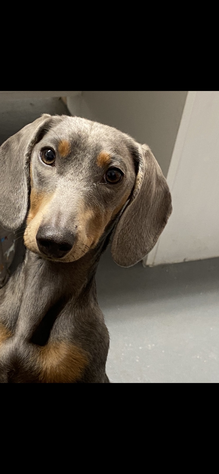 Pet Shout-outs! - Fun Kids - the UK's children's radio station