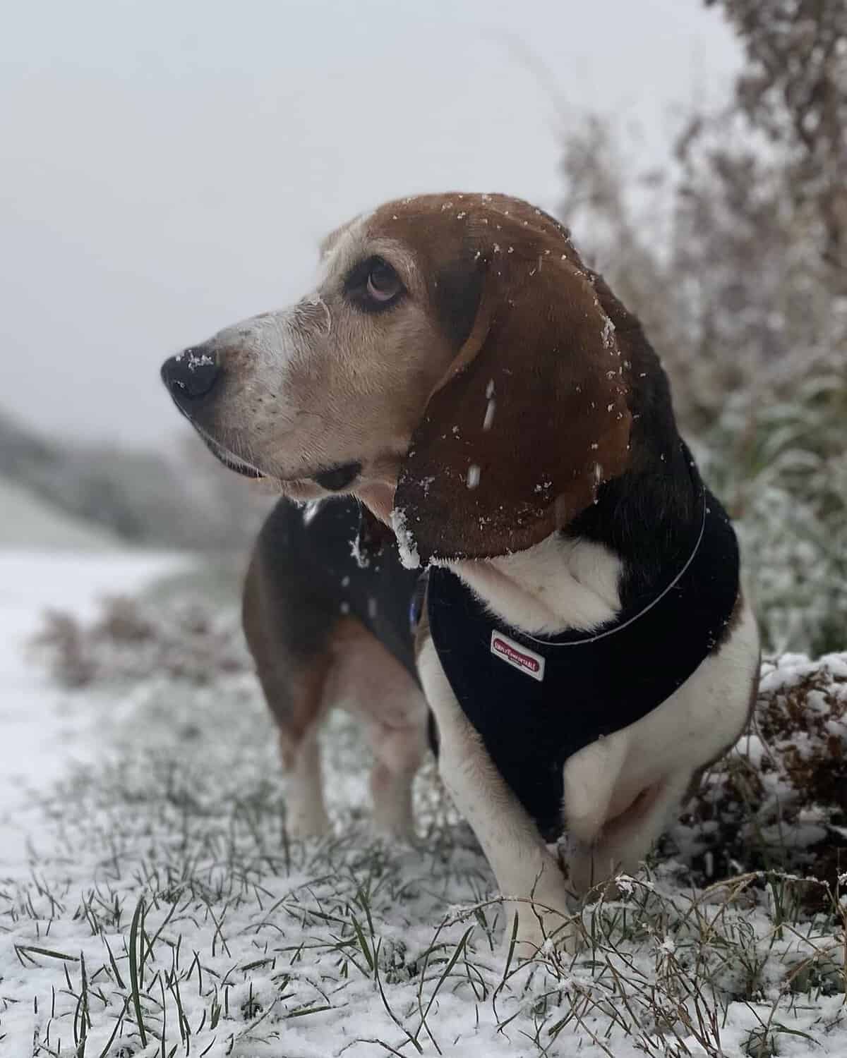 Pet Shout-outs! - Fun Kids - the UK's children's radio station