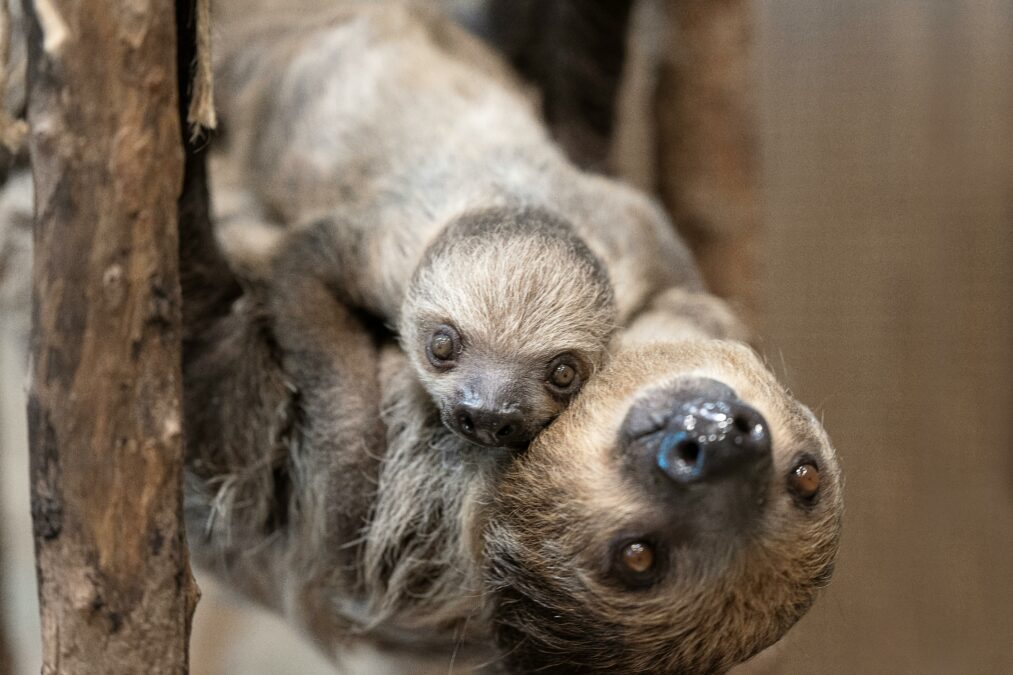 Top 10 Facts About Sloths! - Fun Kids - the UK's children's radio station