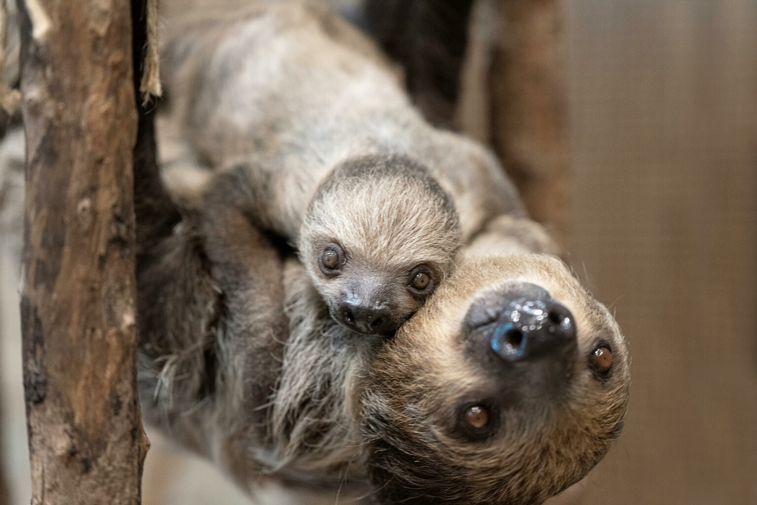 Top 10 Facts About Sloths! - Fun Kids - the UK's children's radio station