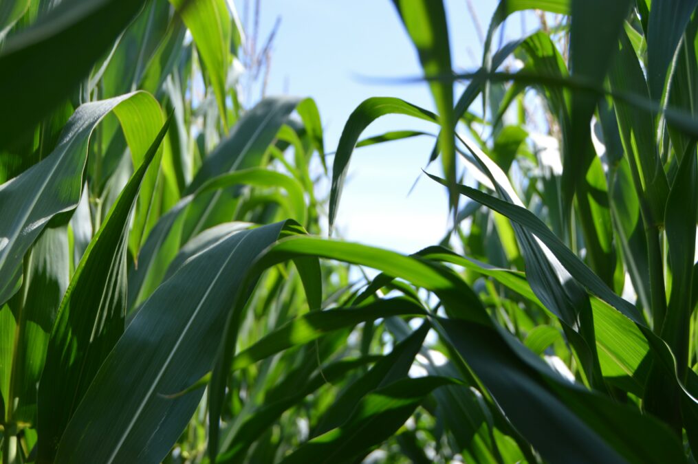 Everything you need to know about... sweetcorn! - Fun Kids - the UK's ...