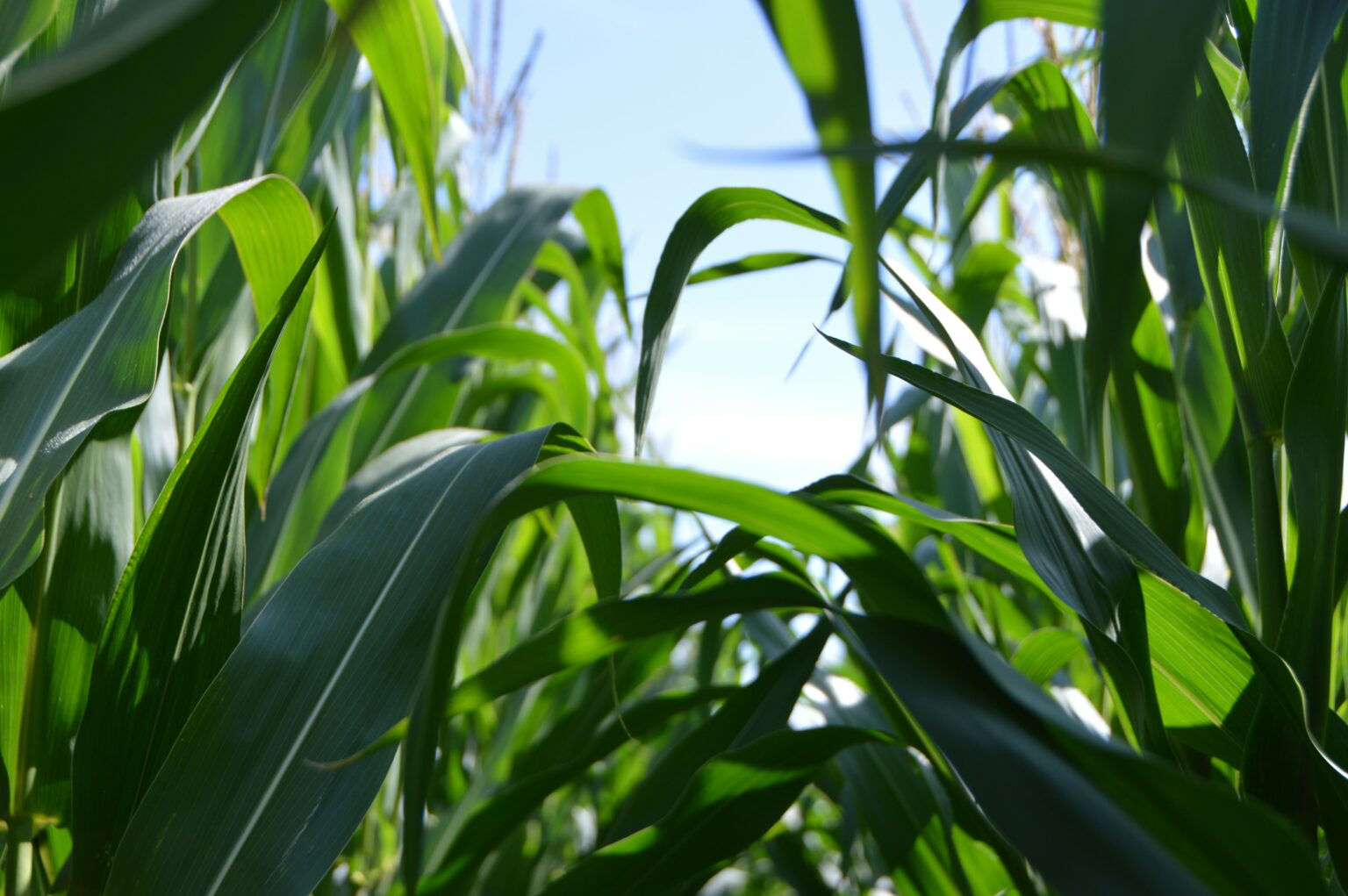 Everything you need to know about... sweetcorn! - Fun Kids - the UK's ...