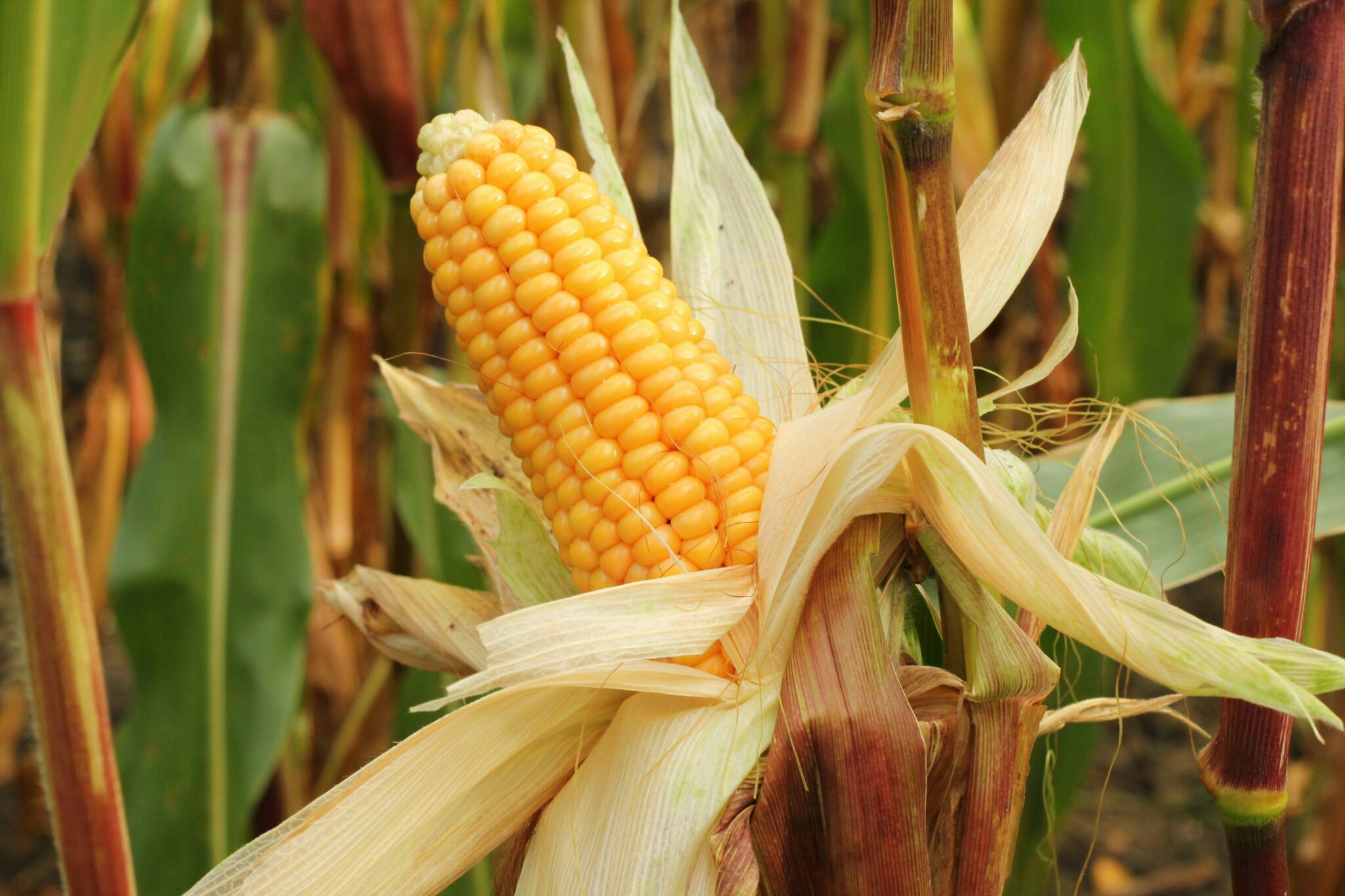 Everything you need to know about... sweetcorn! - Fun Kids - the UK's ...