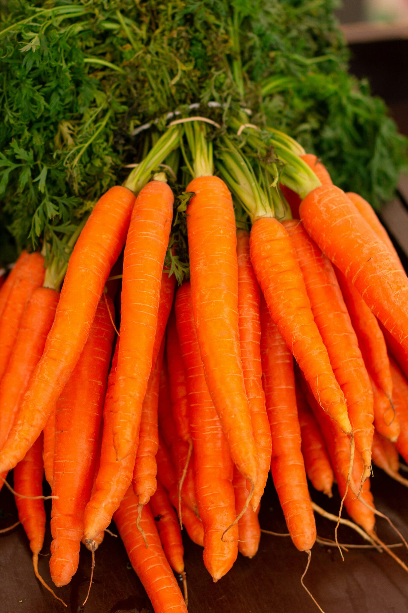 Everything you need to know about… the Carrot - Fun Kids - the UK's ...