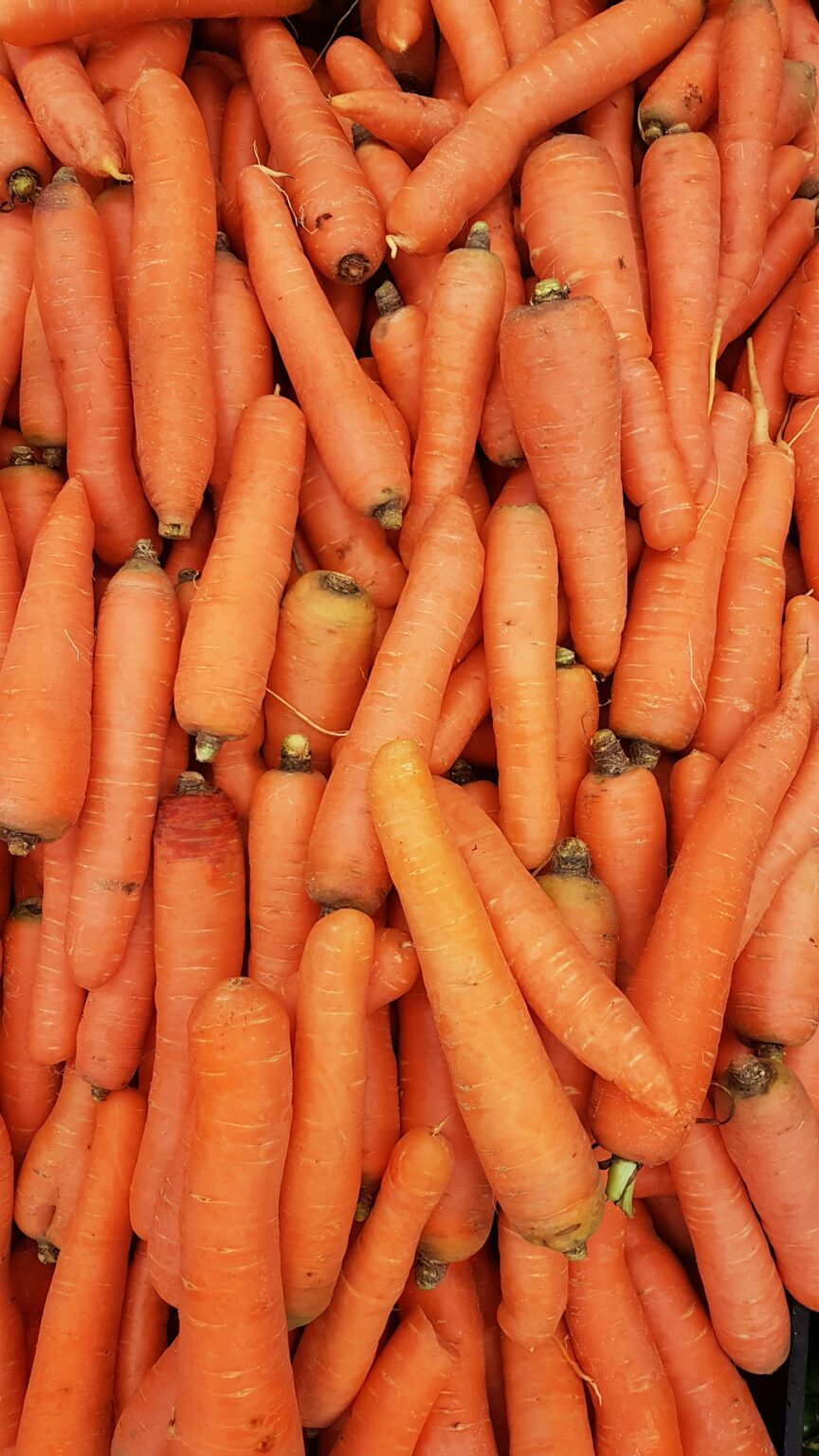 Everything you need to know about… the Carrot - Fun Kids - the UK's ...