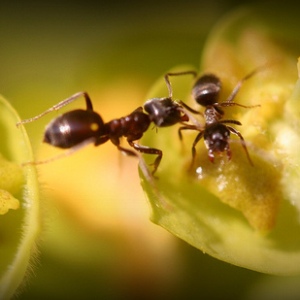 A to Z of Wildlife: A is for... Ant! - Fun Kids - the UK's children's ...
