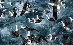 Albatrosses; eating dinner with killer whales - Fun Kids - the UK's ...