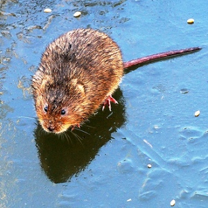 A to Z of Wildlife: V is for Vole! - Fun Kids - the UK's children's ...
